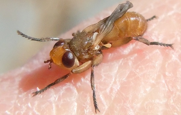 Diptera.info - Discussion Forum: Conopidae recently emerged from the cocoon