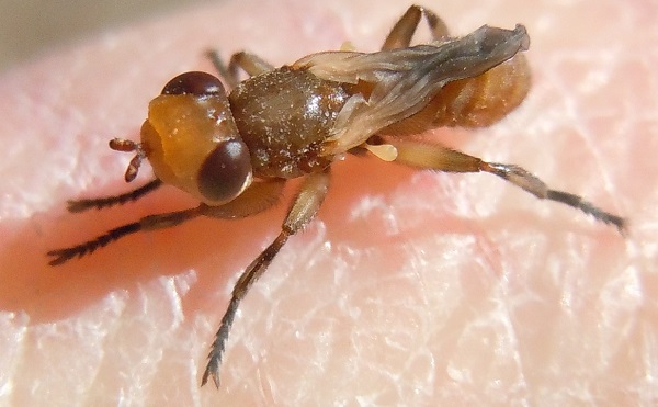 Diptera.info - Discussion Forum: Conopidae recently emerged from the cocoon