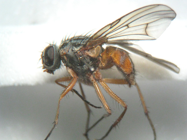 Diptera.info - Discussion Forum: Phaoniinae?