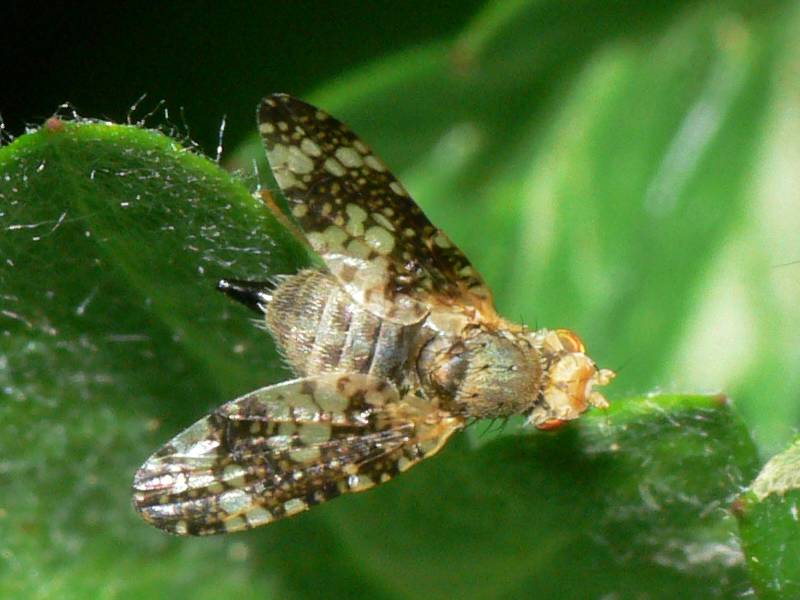 Diptera.info - Discussion Forum: Tephritidae: Oxyna? (06.05.11) --> O ...