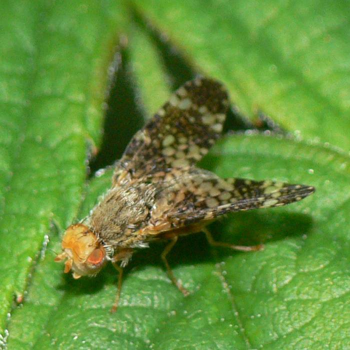 Diptera.info - Discussion Forum: Tephritid from 16.05.14: Oxyna ...