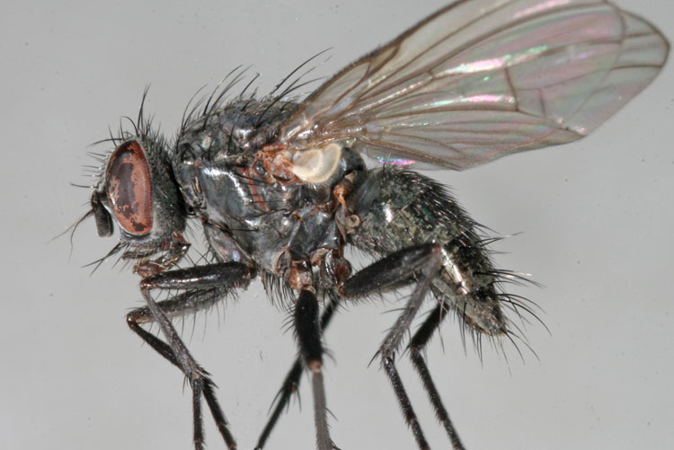 Diptera.info - Discussion Forum: Phaonia halterata