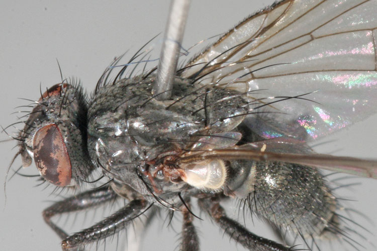 Diptera.info - Discussion Forum: Phaonia halterata