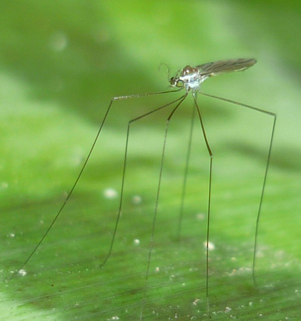 Diptera.info - Discussion Forum: French Guiana - long-legged gnat