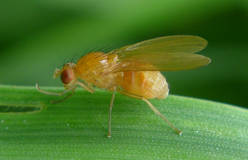 Diptera.info - Discussion Forum: Meiosimyza decipiens