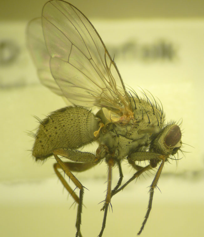 Diptera.info - Discussion Forum: Muscidae: Helina reversio