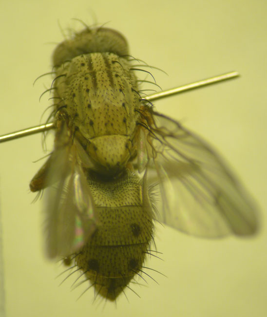 Diptera.info - Discussion Forum: Muscidae: Helina reversio