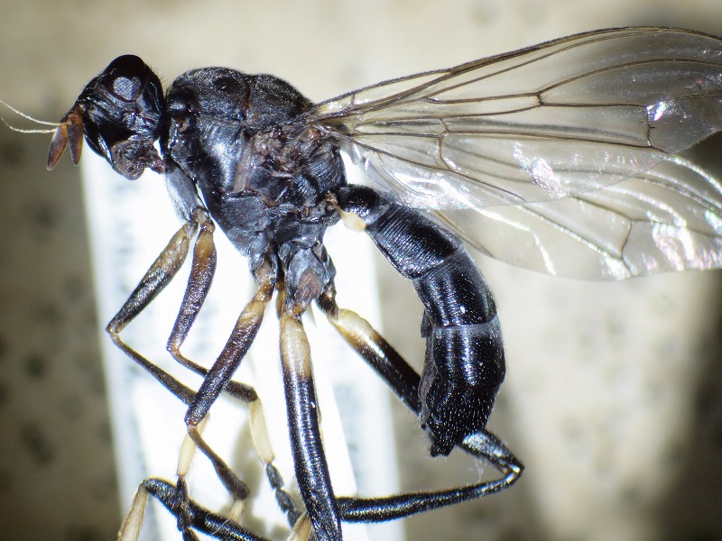 Diptera.info - Discussion Forum: japanese fly