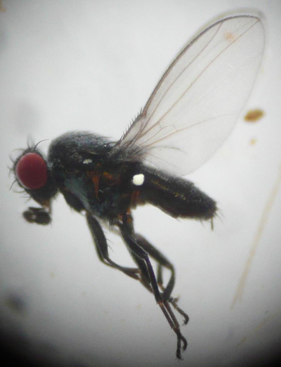 Diptera.info - Discussion Forum: Asteiidae? No, Meoneura, Carnidae