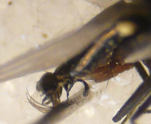 Diptera.info - Discussion Forum: Asteiidae? No, Meoneura, Carnidae