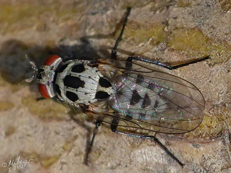 Diptera.info - Discussion Forum: Anthomyia, pluvalis imbrida