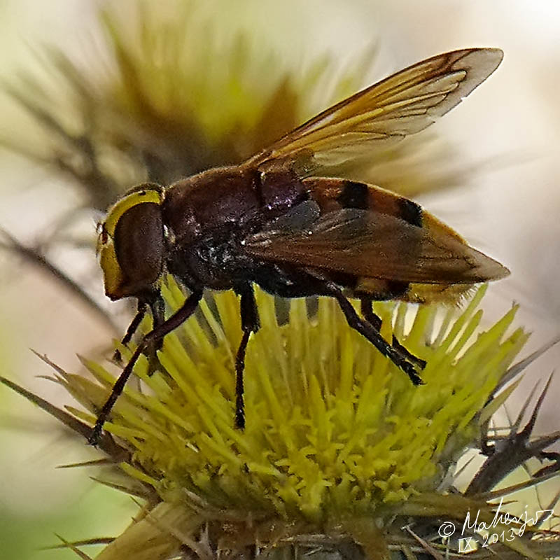 Diptera.info - Discussion Forum: Syrphidae > Volucella sp. For ID
