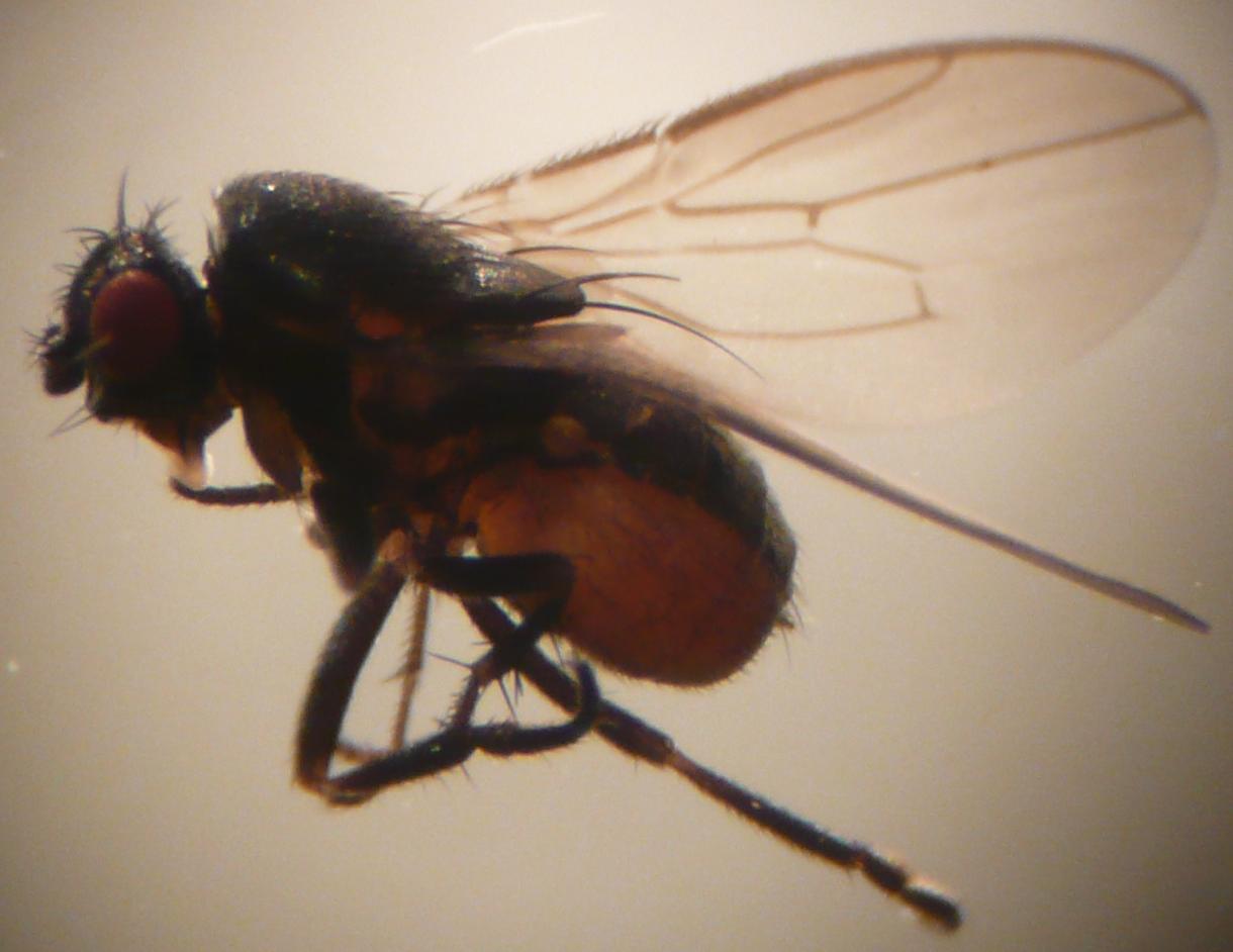 Diptera.info - Discussion Forum: Sphaerocerid