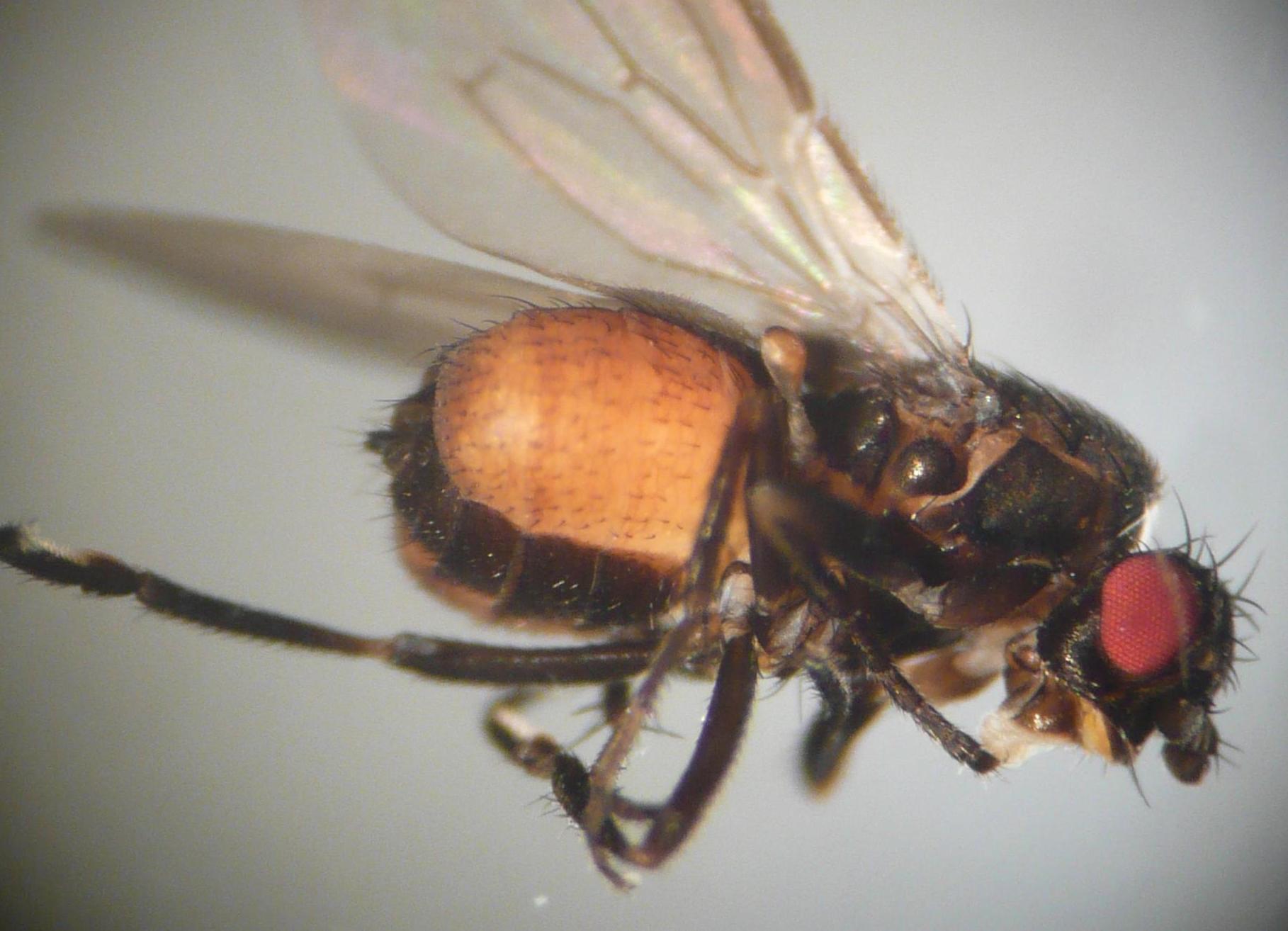 Diptera.info - Discussion Forum: Sphaerocerid