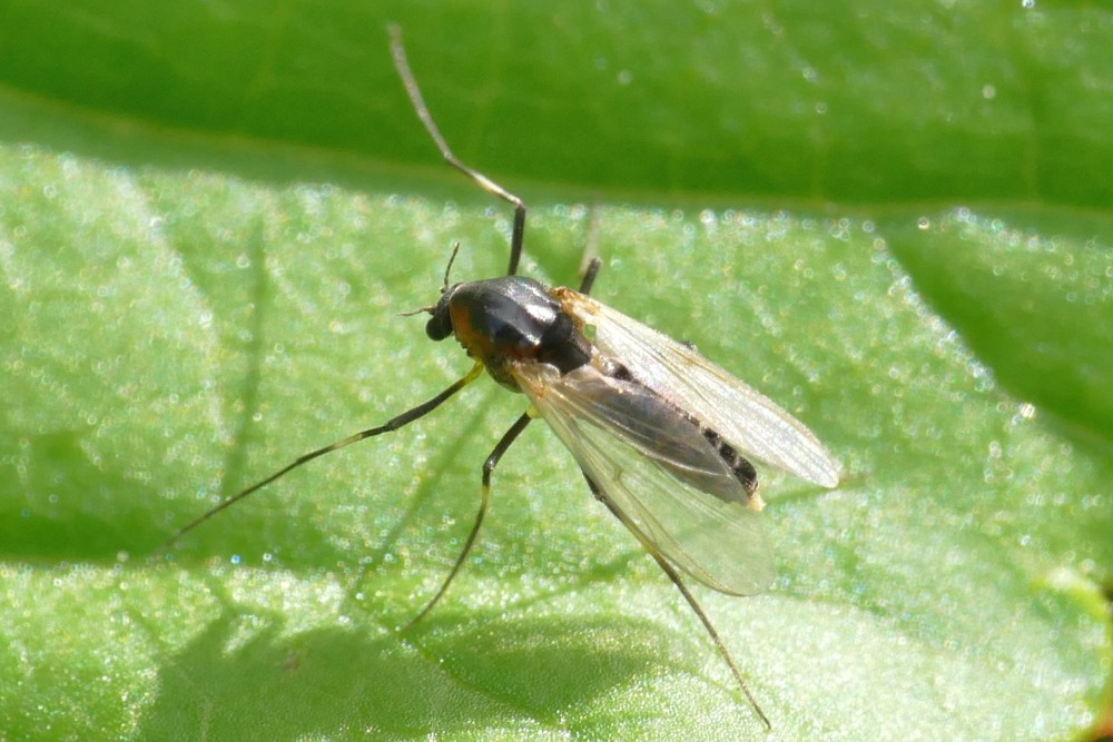 Diptera.info - Discussion Forum: Orthocladiinae? 2015-05-04, N. Germany ...