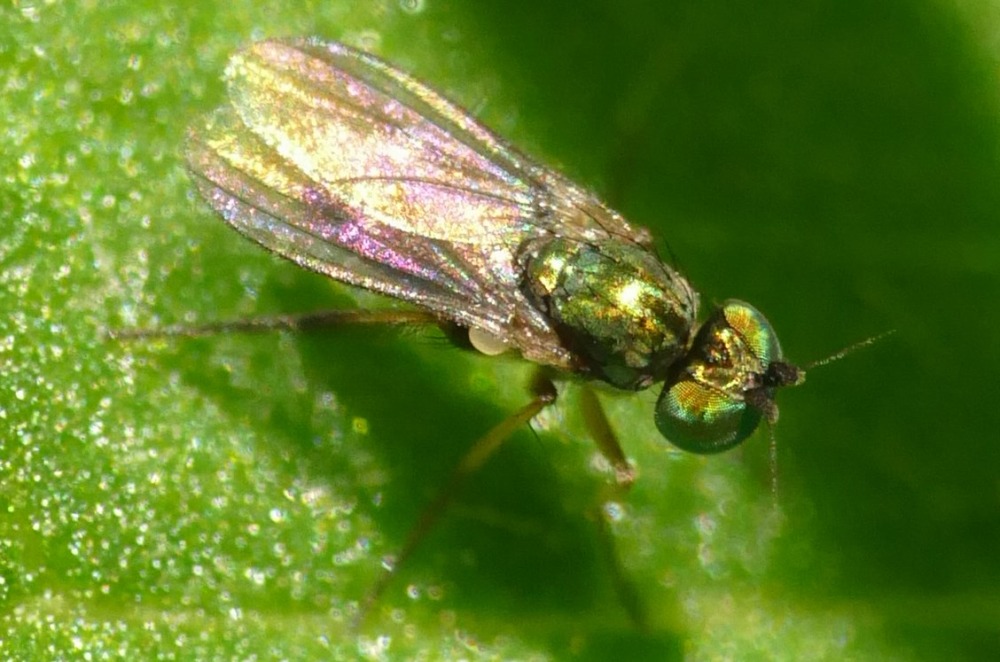 Diptera.info - Discussion Forum: Chrysotus? 2015-07-01, N. Germany
