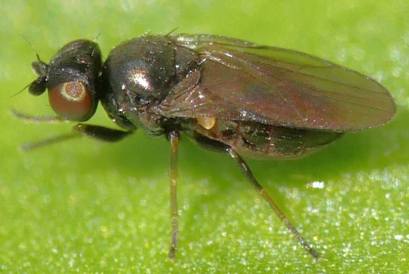 Diptera.info - Discussion Forum: Ephydridae? 2015-09-06, N. Germany ...