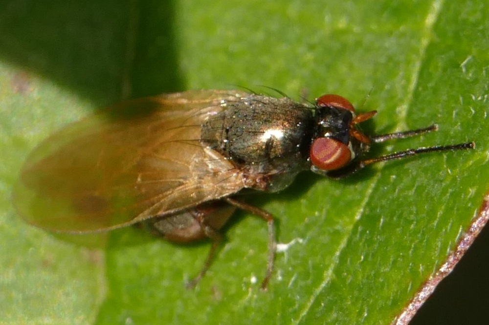 Diptera.info - Discussion Forum: Lauxaniidae? 2015-10-03, N. Germany ...