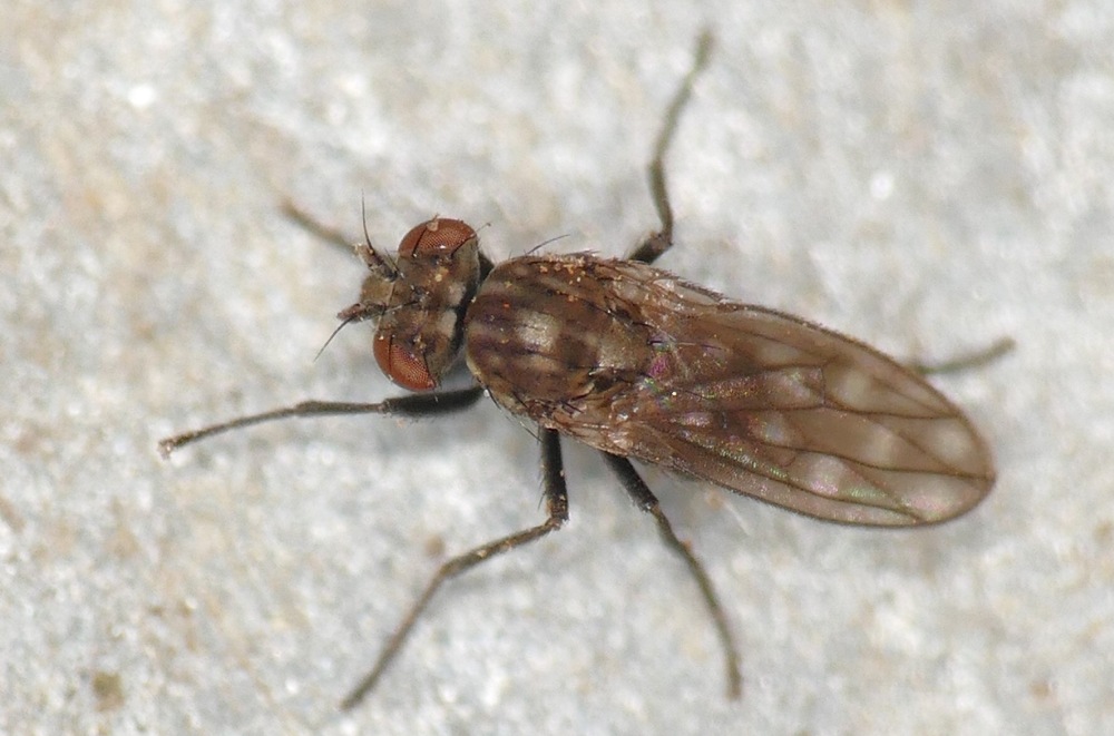 Diptera.info - Discussion Forum: Scatella stagnalis? 2016-03-12 ...