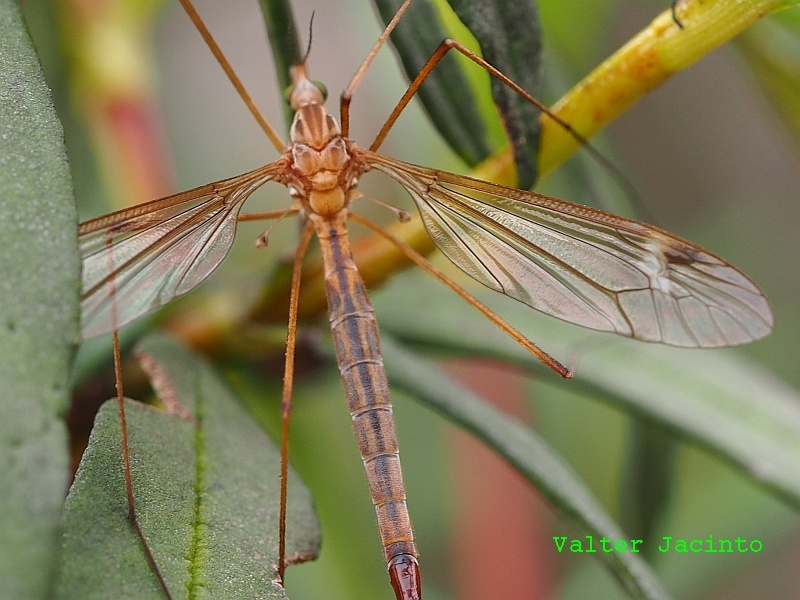 Diptera.info - Discussion Forum: Tipulidae -ID, please!