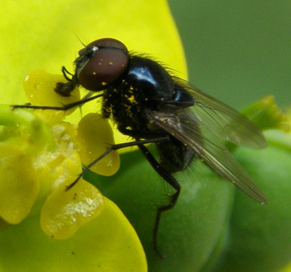 Diptera.info - Discussion Forum: Hydrotaea ignava (Stephane Lebrun)