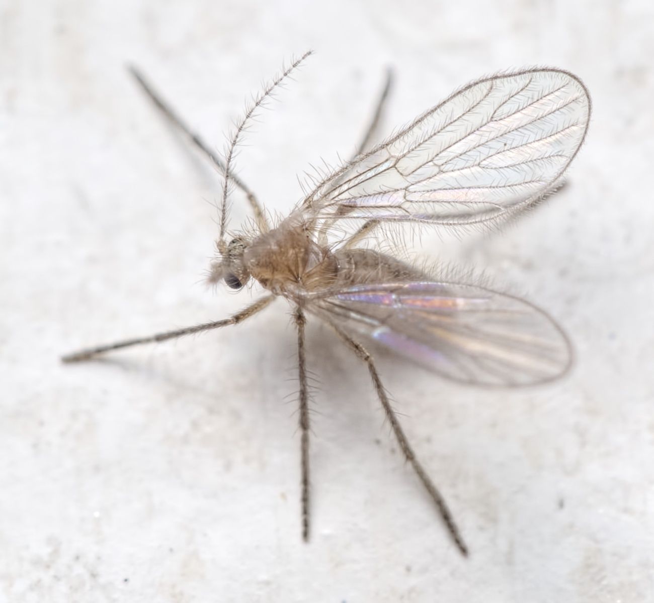 Diptera.info - Discussion Forum: Psychodidae, Sycorax sp. => yes