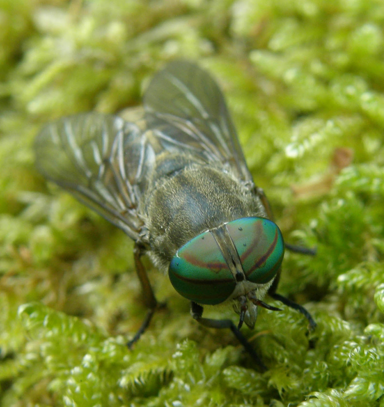 Diptera.info - Discussion Forum: Tabanidae => Tabanus tergestinus