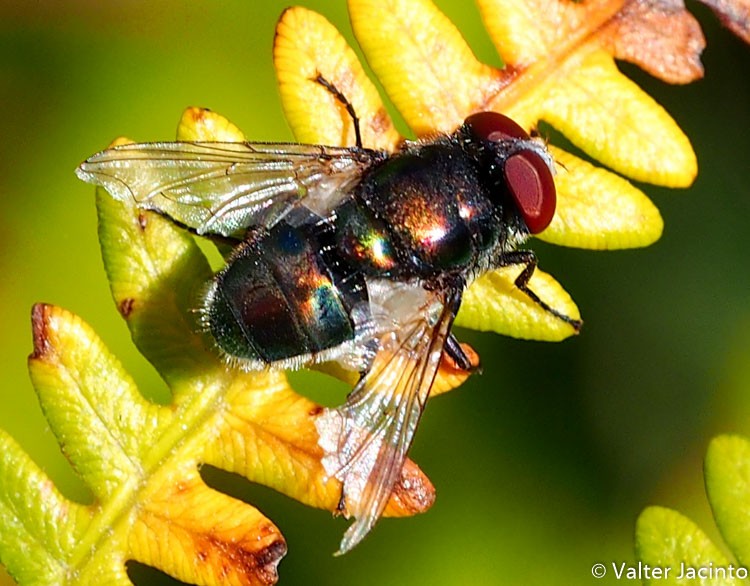 Diptera.info - Discussion Forum: Chrysomya sp.