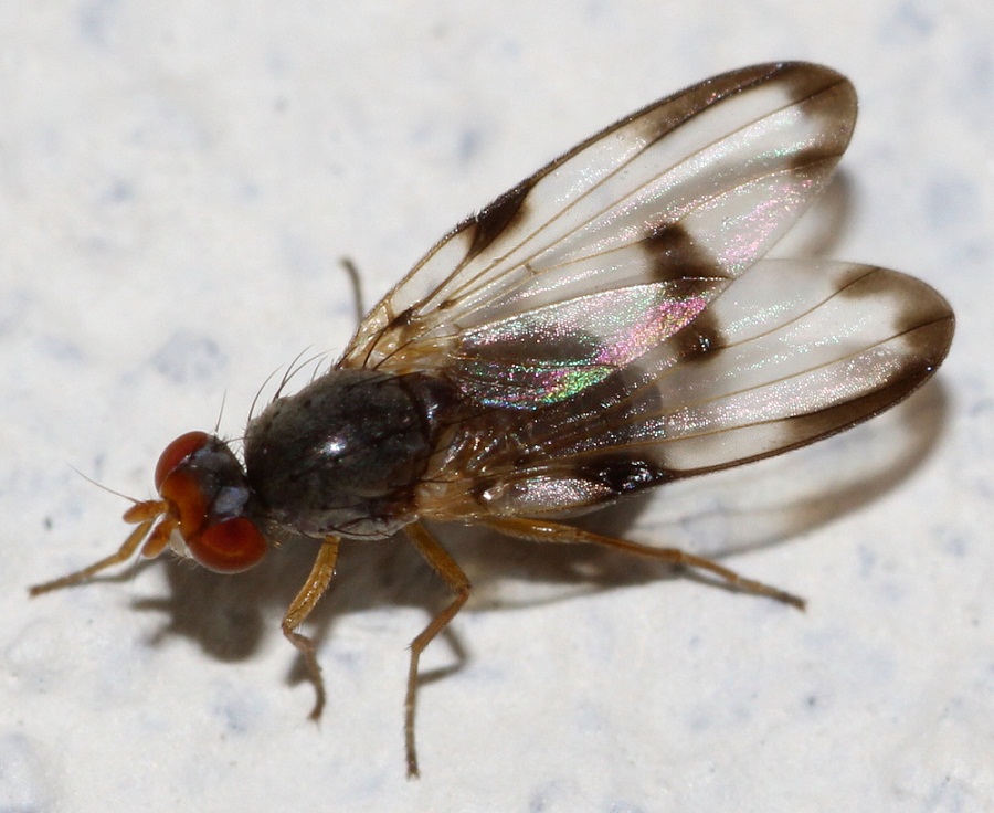 Diptera.info - Discussion Forum: Pallopteridae, Palloptera usta ...