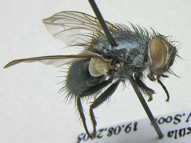 Diptera.info - Discussion Forum: Pales - but which one?