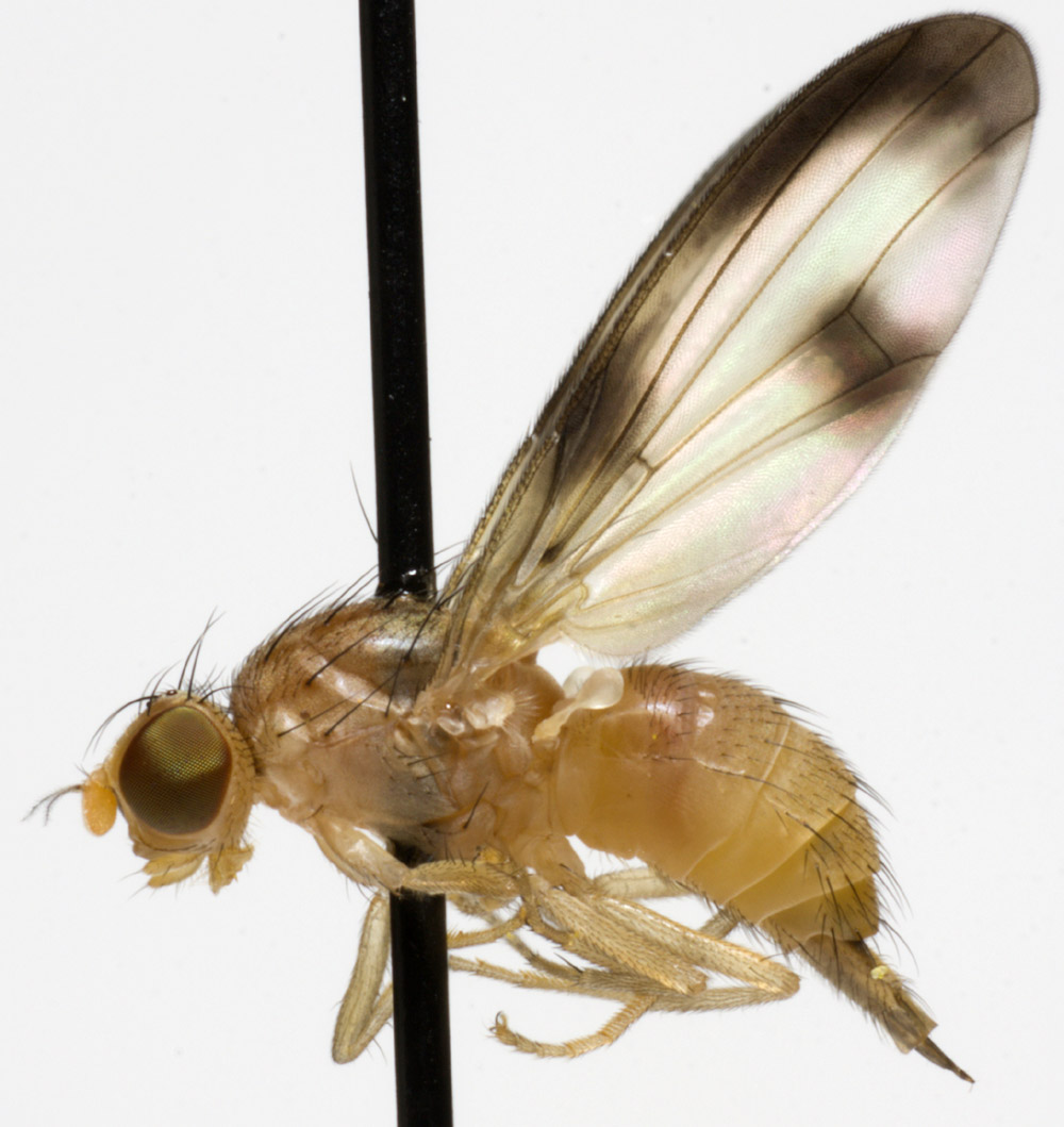 Diptera.info - Discussion Forum: Palloptera trimacula, Pallopteridae