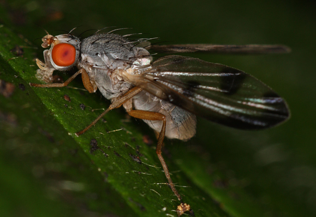 Diptera.info - Discussion Forum: Pallopteridae?