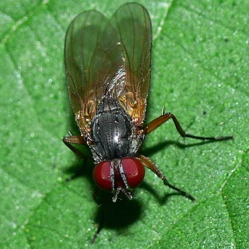 Diptera.info - Discussion Forum: Pegomya (?) from May 2009 --> Fannia ...