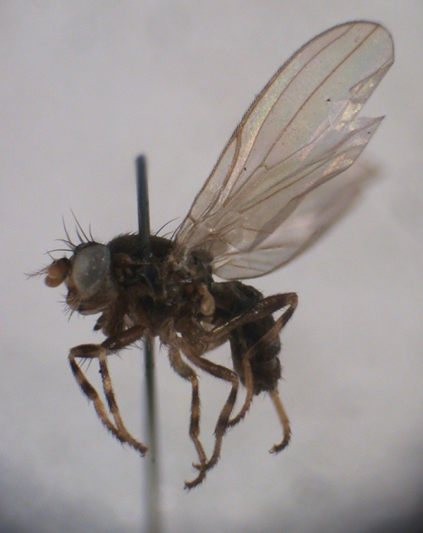 Diptera.info - Discussion Forum: Pinned Periscelididae, N Sweden