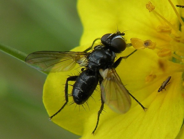 Diptera.info - Discussion Forum: Tachinidae, Phania (NL)? => Phania funesta