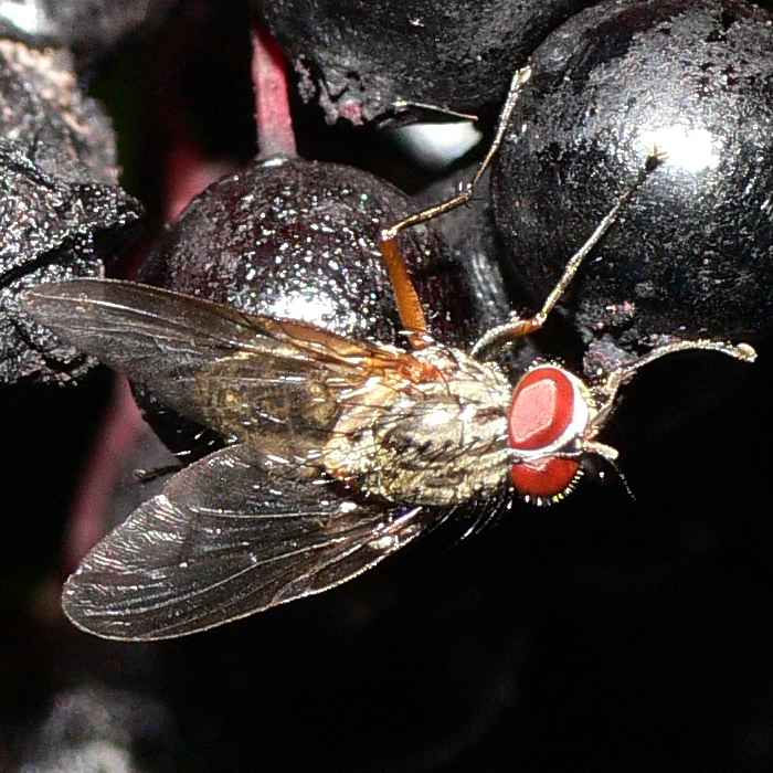 Diptera.info - Discussion Forum: Phaonia or Helina?