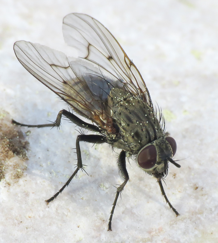 Diptera.info - Discussion Forum: Phaoniinae ID -> Helina