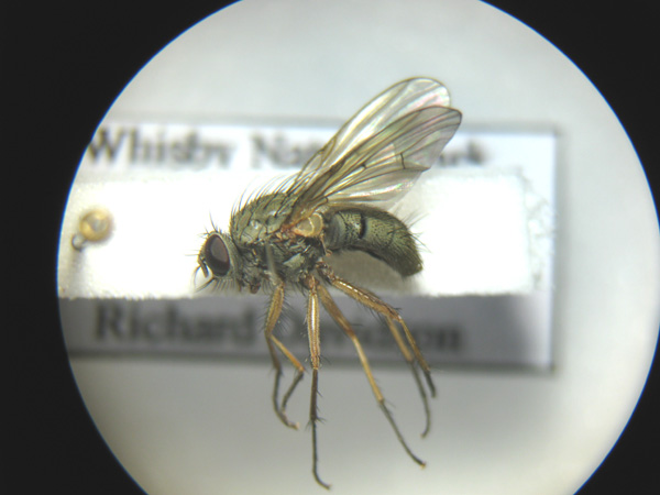 Diptera.info - Discussion Forum: Phaoniinae UK July=Helina depuncta