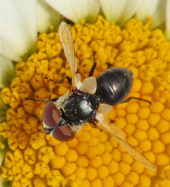 Diptera.info - Discussion Forum: Phasinae for ID, N Spain --> Elomya ...