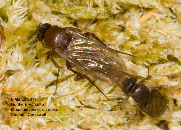 Diptera.info - Discussion Forum: Phorid from Panama