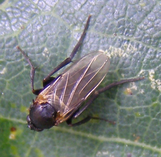 Diptera.info - Discussion Forum: Phoridae ID