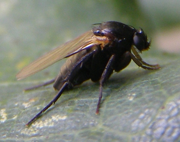 Diptera.info - Discussion Forum: Phoridae ID