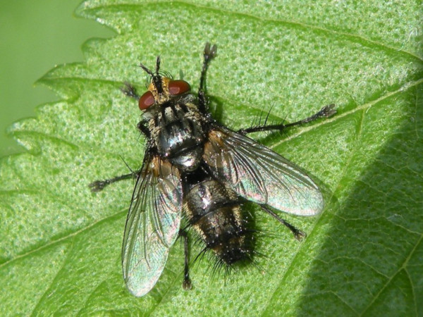 Diptera.info - Discussion Forum: Tachinidae NL 6, Phorocera ...