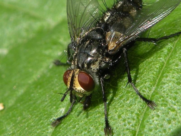 Diptera.info - Discussion Forum: Tachinidae NL 6, Phorocera ...