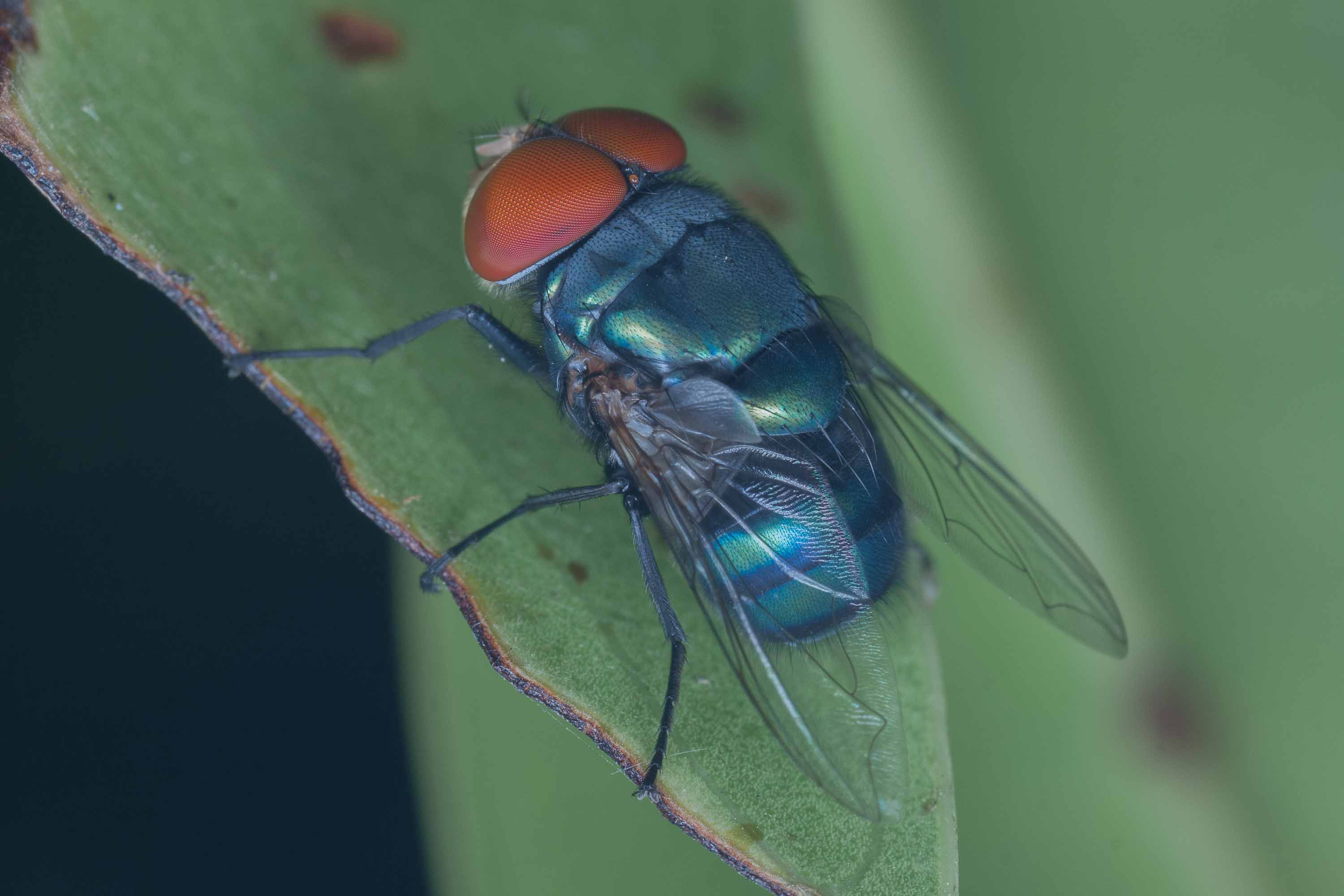 Diptera.info - Discussion Forum: Singapore calliphoridae is Chrysomya ...