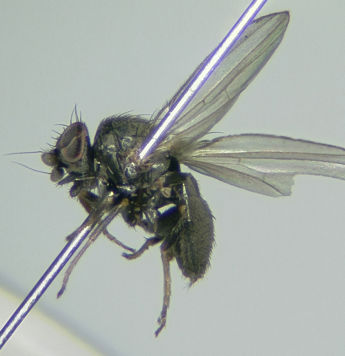 Diptera.info - Discussion Forum: Milichiidae - Phyllomyza