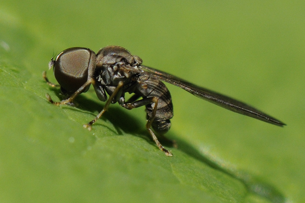 Diptera.info - Discussion Forum: Big-headed fly - Pipunculidae?