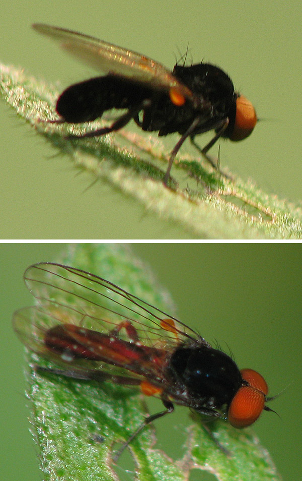 Diptera.info - Discussion Forum: Platypezid with orange halters -> cf ...