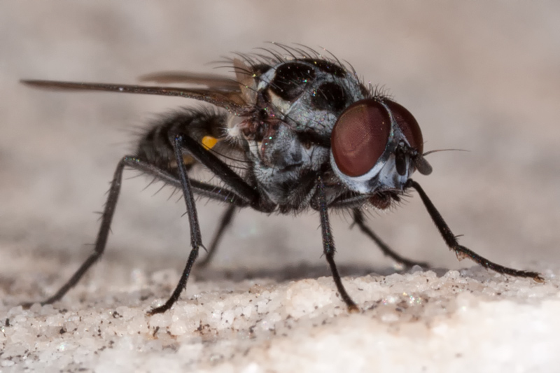 Diptera.info - Discussion Forum: Anthomyia sp