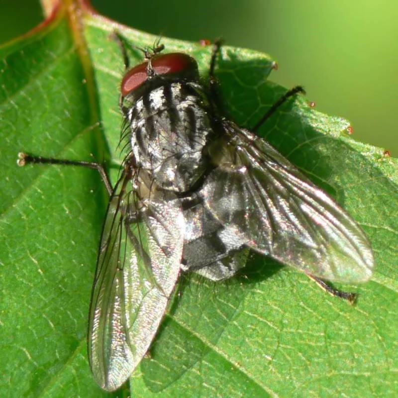 Diptera.info - Discussion Forum: Muscidae? Polietes? (13.05.11 ...
